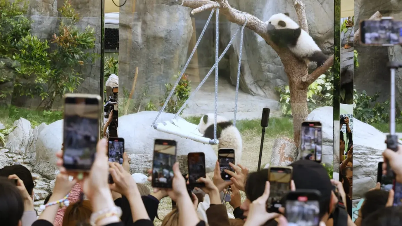 大熊貓｜海洋公園：周日5000人次訪「大熊貓之旅」 破場館單日入場紀錄 | am730